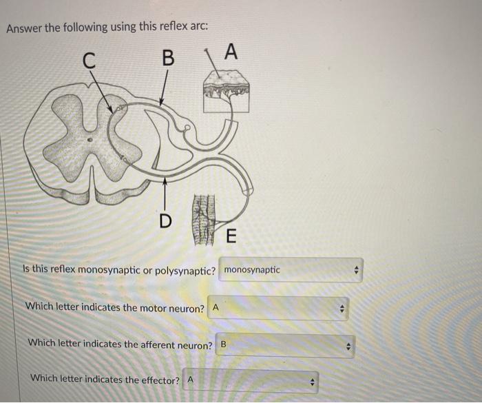 Solved Answer the following using this reflex arc: С B A REK | Chegg.com