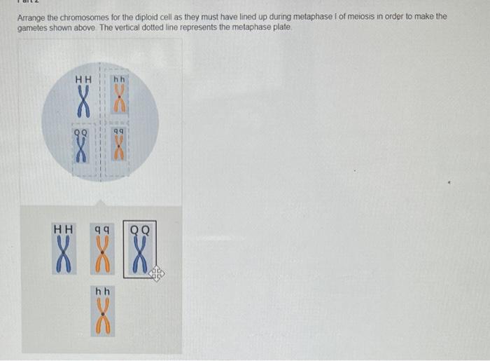 Solved A diploid cell undergoes meiosis to form the four | Chegg.com