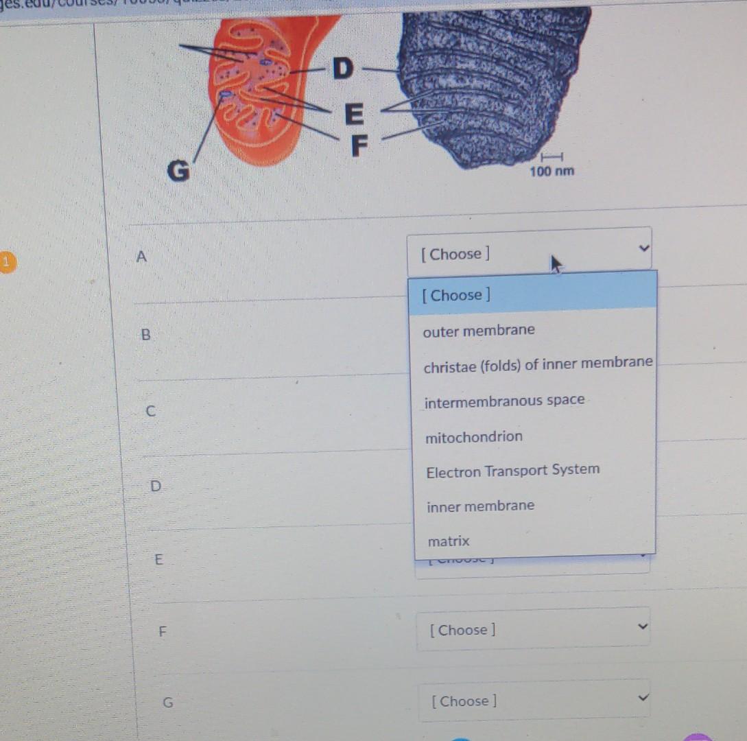 Solved Match the letters on the following diagram : 1 F | Chegg.com