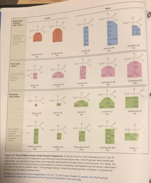 Solved 5c. AMINO ACIDS and PROTEINS name follow-up due 9/26 | Chegg.com