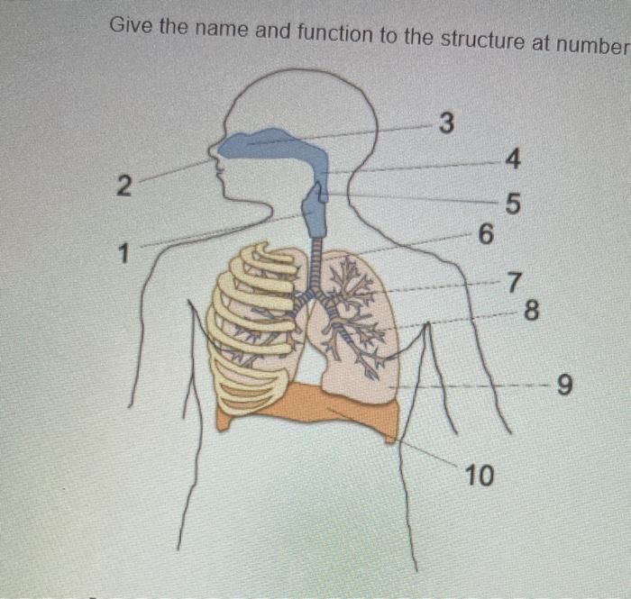 Solved Give the name and function to the structure at number | Chegg.com