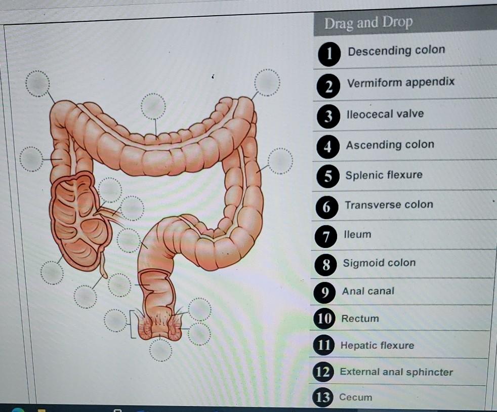 Hepatic Flexure Of Colon