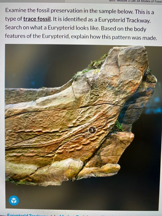 Solved ule 3 Lab 3A Modes of Foss Examine the fossil | Chegg.com