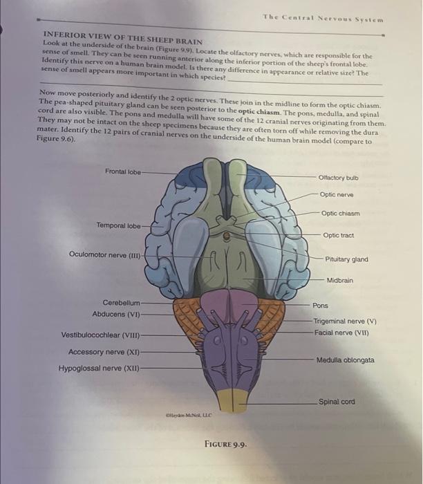 The Central Nervous System INFERIOR VIEW OF THE SHEEP | Chegg.com