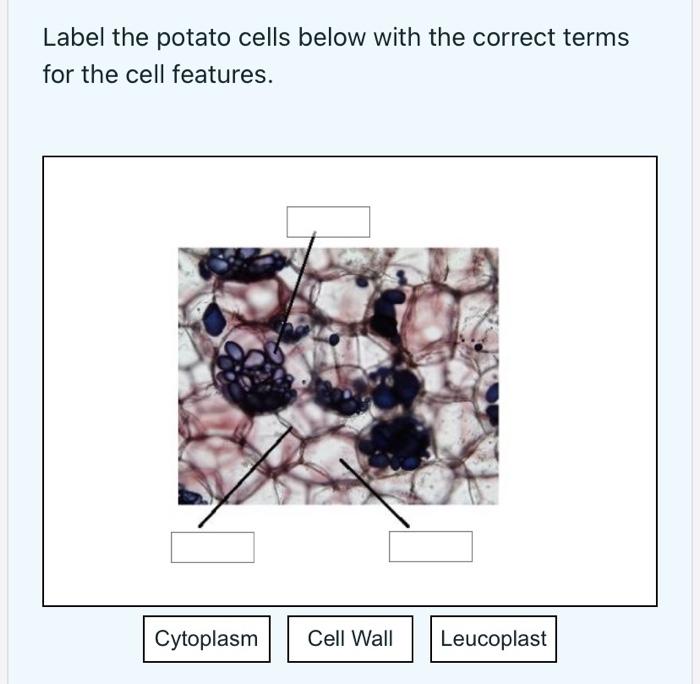 Solved Label the potato cells below with the correct terms | Chegg.com