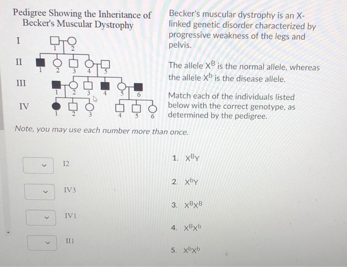 Solved Pedigree Showing the Inheritance of Becker's Muscular | Chegg.com