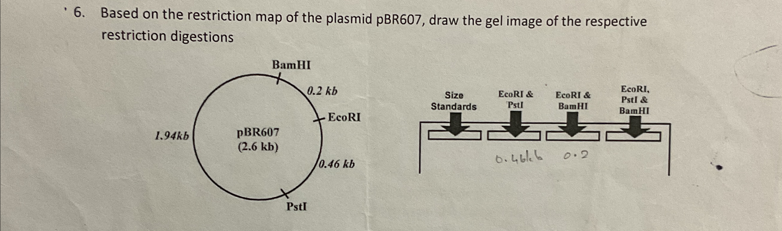Solved Based on the restriction map of the plasmid pBR607, | Chegg.com