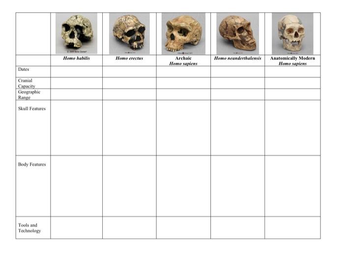 Dates Cranial Capacity Geographic Range Skull | Chegg.com