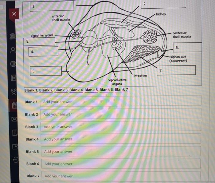 Solved 2. X kidney anterior shell muscle digestive gland | Chegg.com