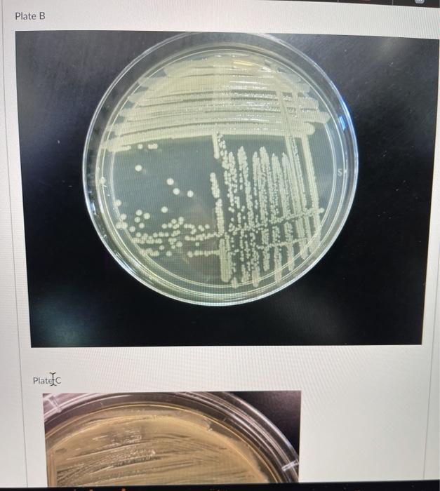 Solved Which streak plate(s) was/were made by a student who | Chegg.com