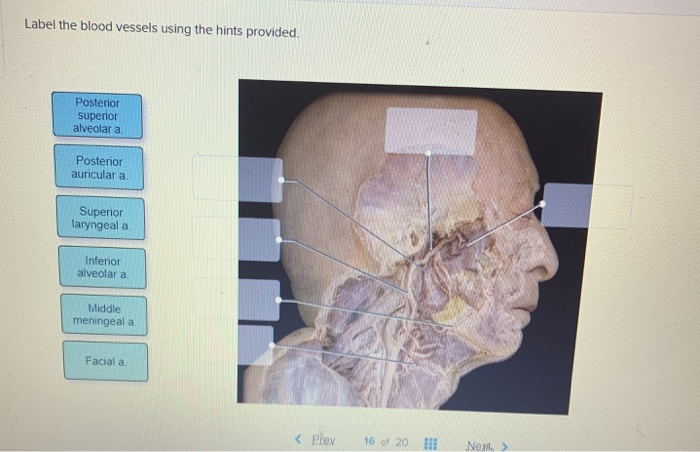 Solved Label the blood vessels using the hints provided. | Chegg.com