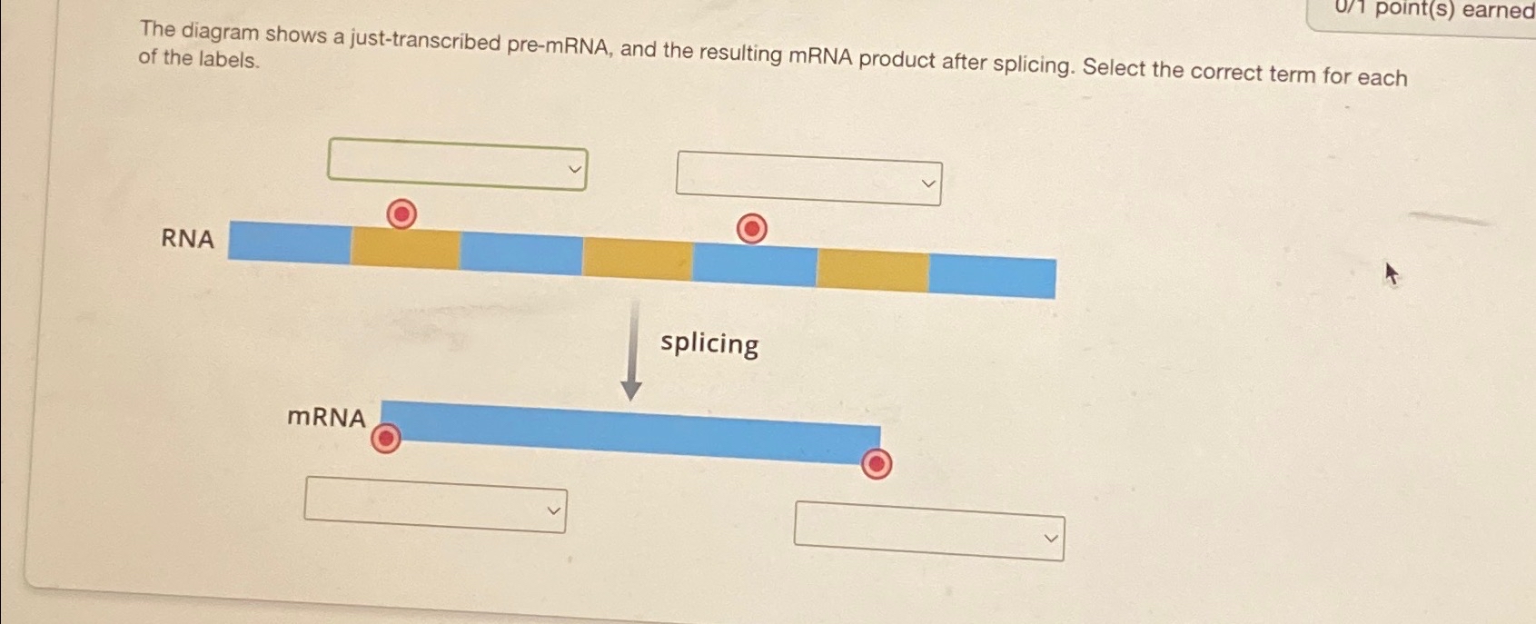 The diagram shows a just-transcribed pre-mRNA, and | Chegg.com