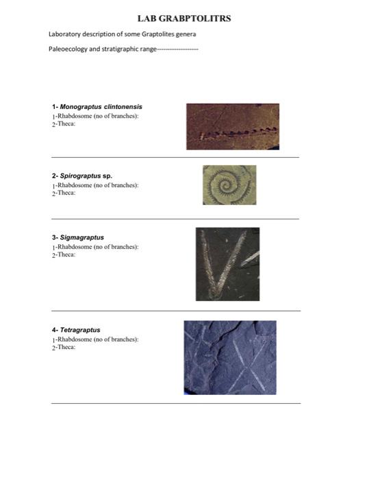 Solved Laboratory description of some Graptolites genera | Chegg.com