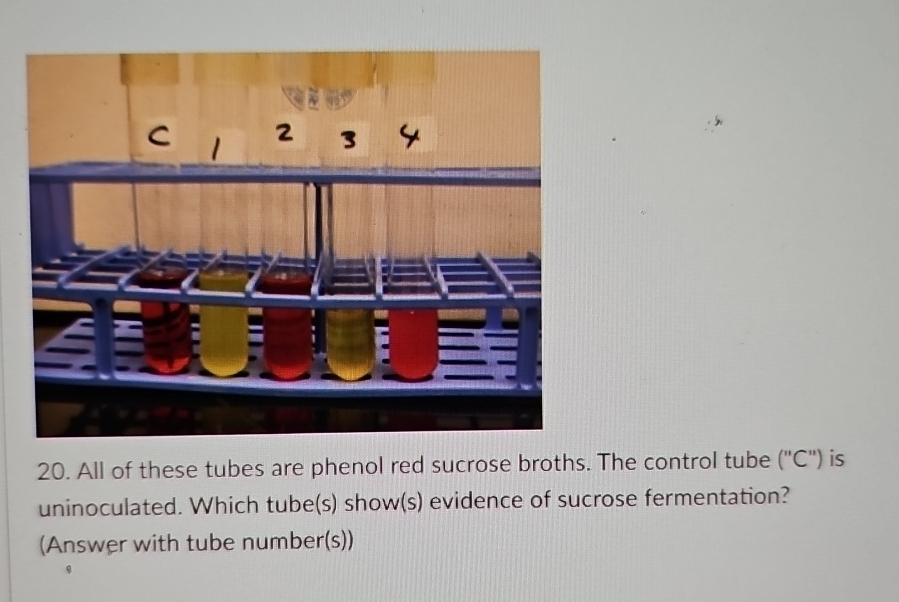 Solved All of these tubes are phenol red sucrose broths. The | Chegg.com