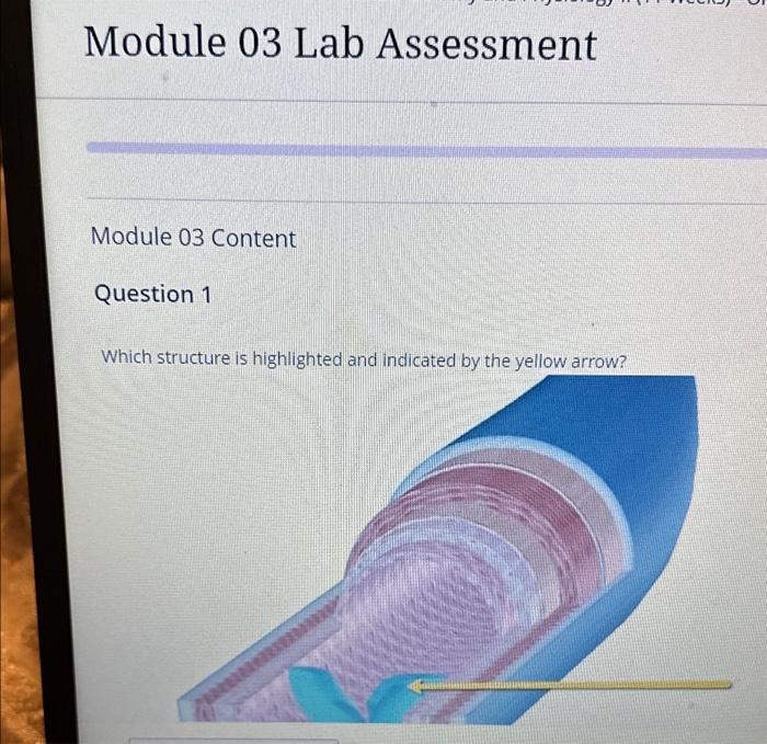 Solved Module 03 Lab Assessment Module 03 Content Question 1 | Chegg.com