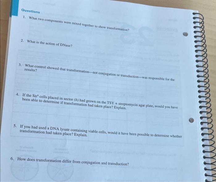 Solved EXERCISE Laboratory Report: Transformation: A Form of | Chegg.com