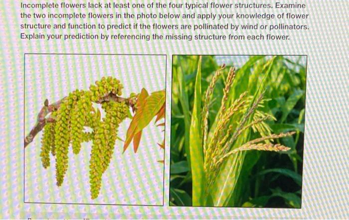 Solved Incomplete flowers lack at least one of the four | Chegg.com