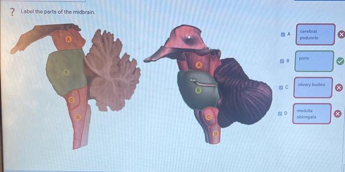 Solved Label the parts of the midbrain. | Chegg.com