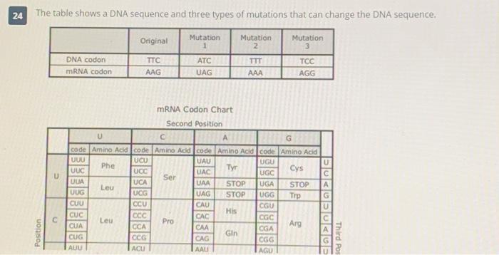 Solved 24 The table shows a DNA sequence and three types of | Chegg.com