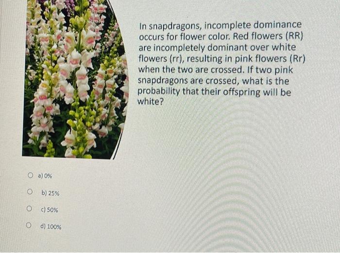 Solved In snapdragons, incomplete dominance occurs for | Chegg.com