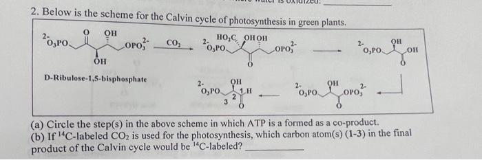 Solved 2. Below is the scheme for the Calvin cycle of | Chegg.com