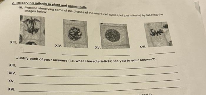 Solved C. Observing mitosis in plant and animal cells 10. | Chegg.com