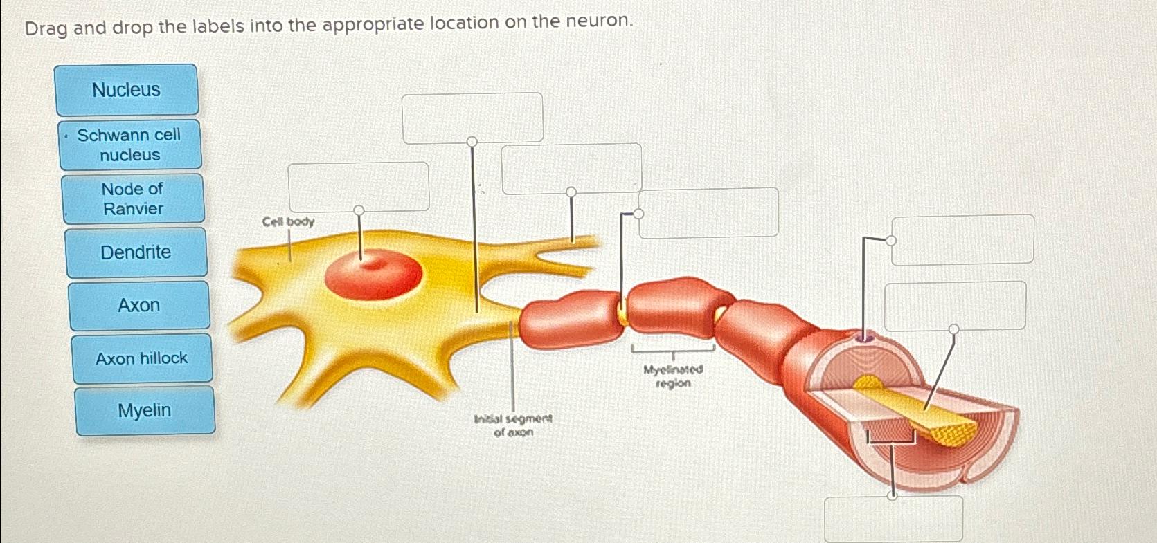Solved Drag and drop the labels into the appropriate | Chegg.com