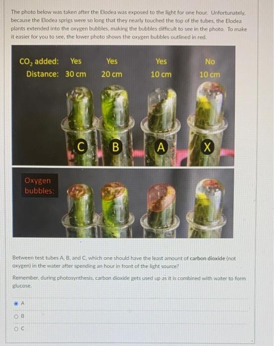 Solved The photo below was taken after the Elodea was | Chegg.com