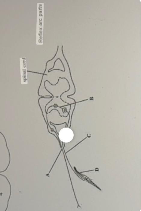Solved Reflex arc parts | Chegg.com