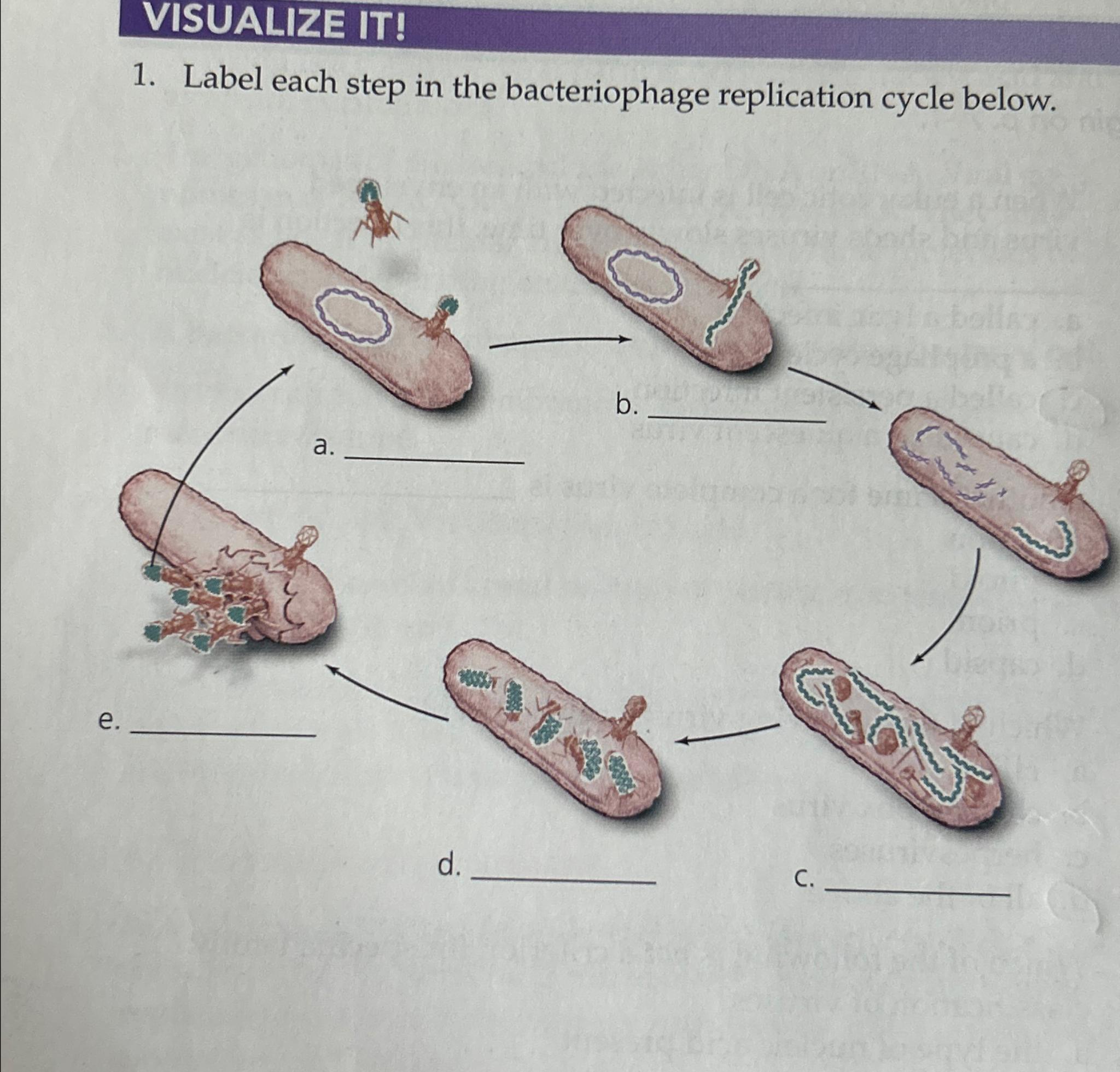 Solved Visualize Itlabel Each Step In The Bacteriophage 