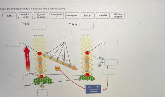 Solved Label the molecules that are involved in the light | Chegg.com