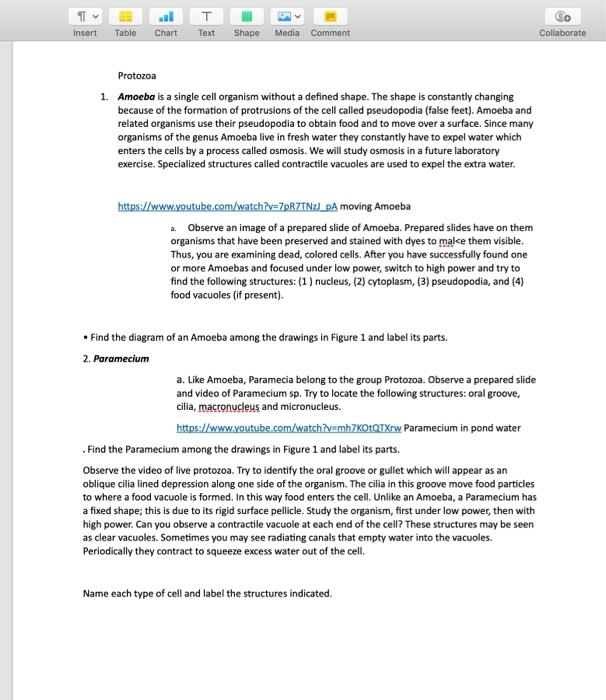 Solved Collaborate Insert Table Chart Text Shape Media | Chegg.com