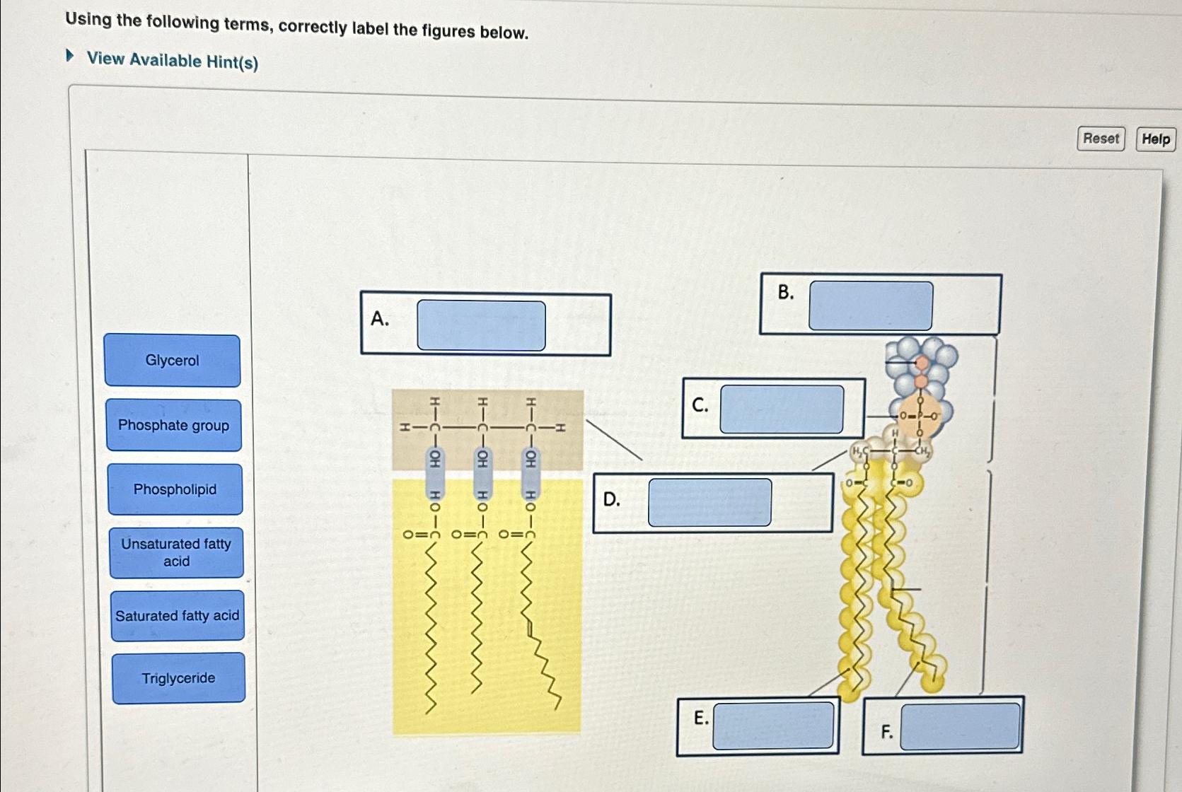 Solved Using the following terms, correctly label the | Chegg.com