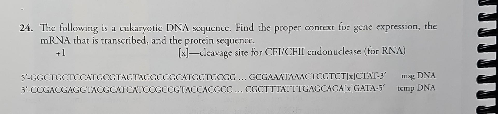 Solved 24. The following is a eukaryotic DNA sequence. Find | Chegg.com