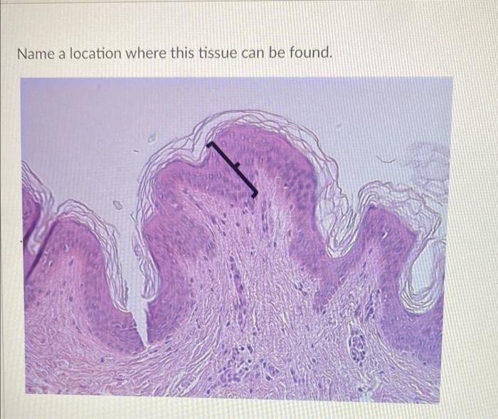 Solved Name a location where this tissue can be found. | Chegg.com