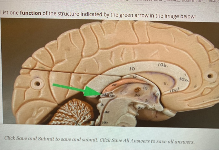 Solved List one function of the structure indicated by the | Chegg.com