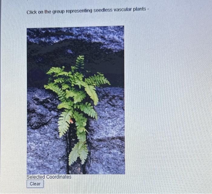 Solved Click on the group representing seedless vascular | Chegg.com