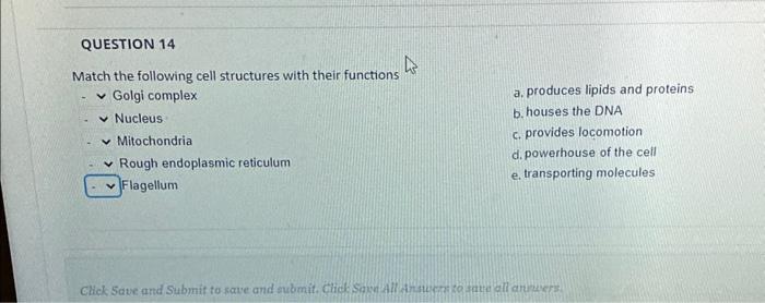 Solved QUESTION 14 Match the following cell structures with | Chegg.com