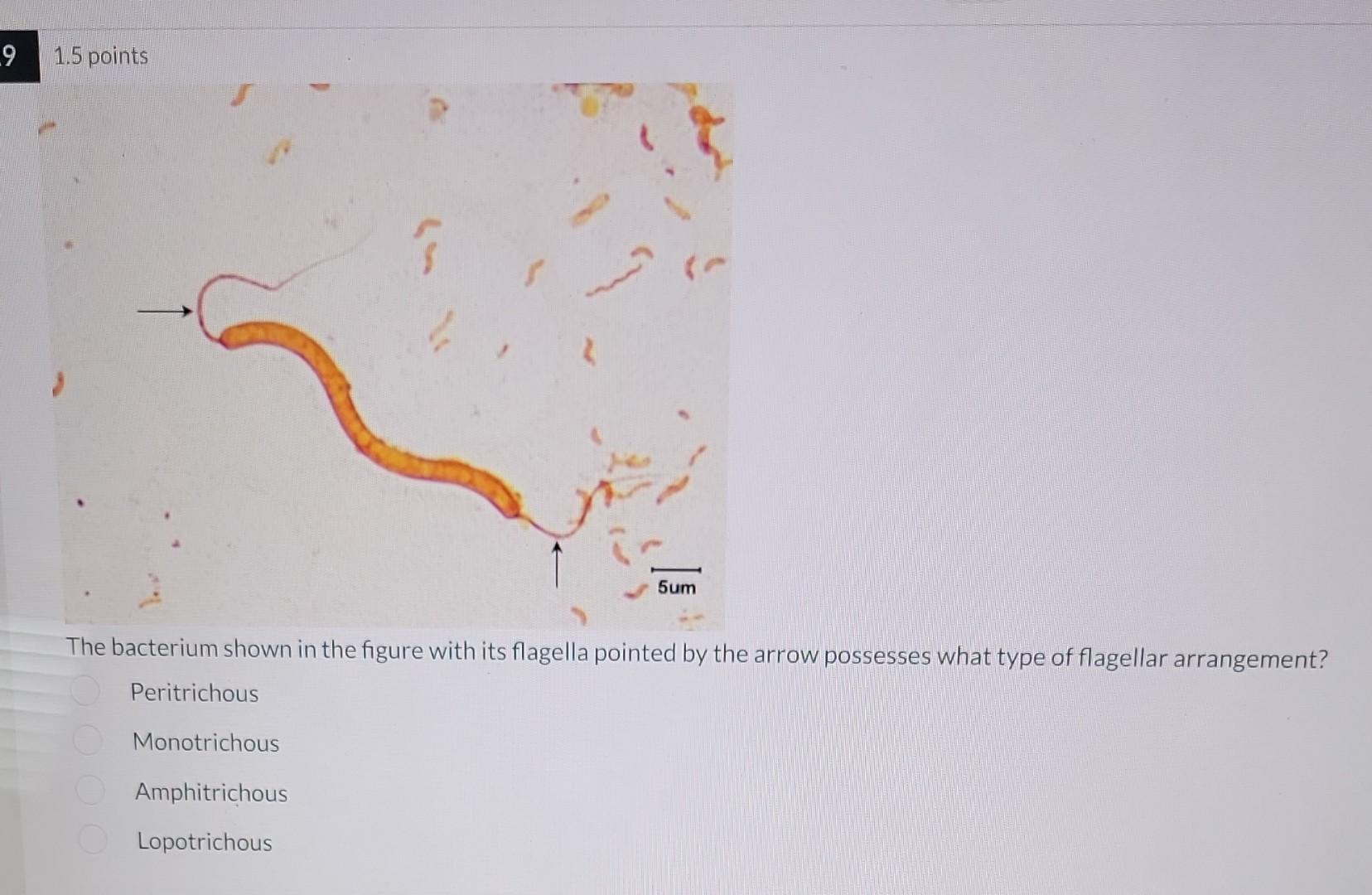 Solved The bacterium shown in the figure with its flagella | Chegg.com