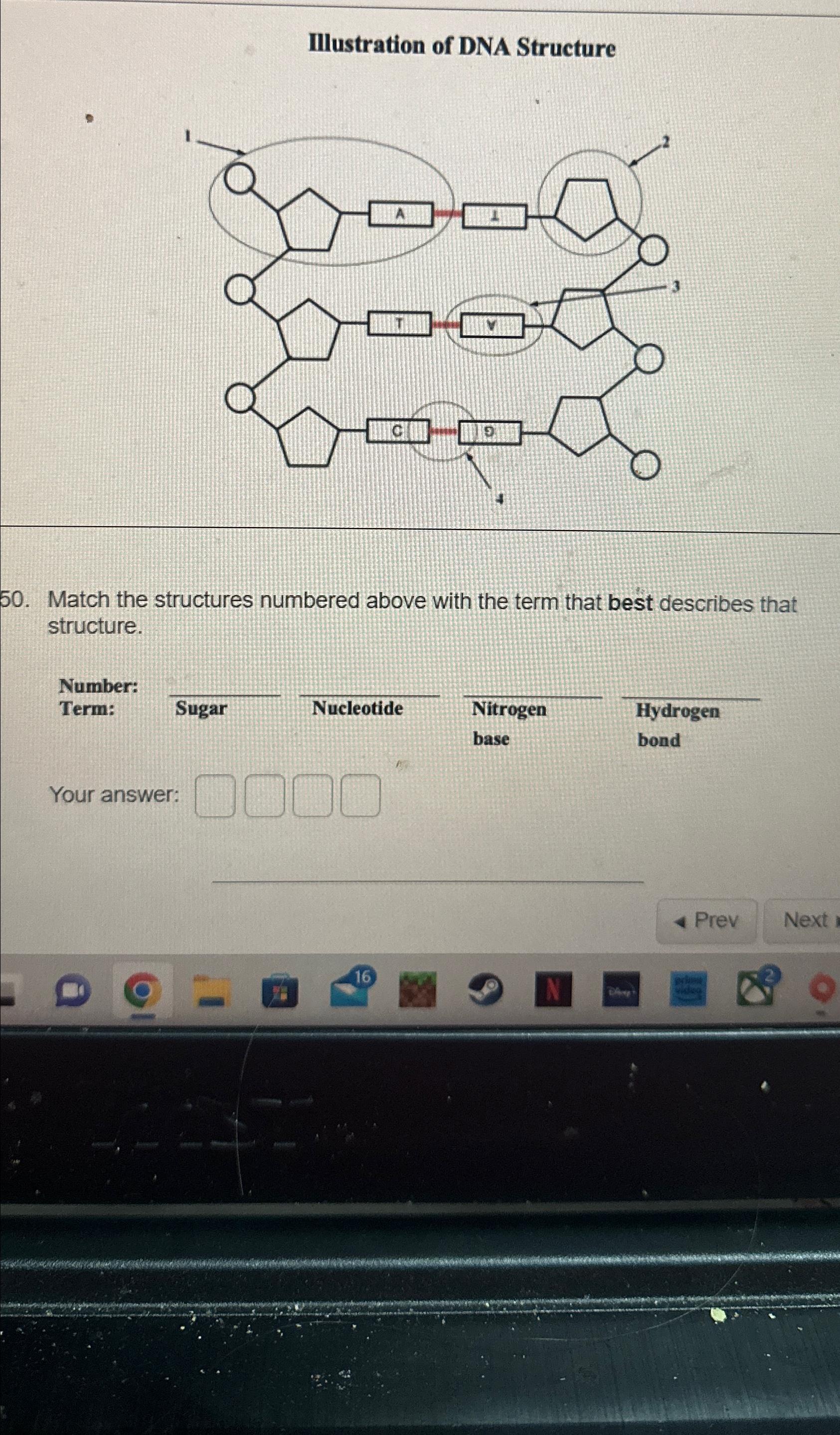 Solved Illustration of DNA Structure50. ﻿Match the | Chegg.com