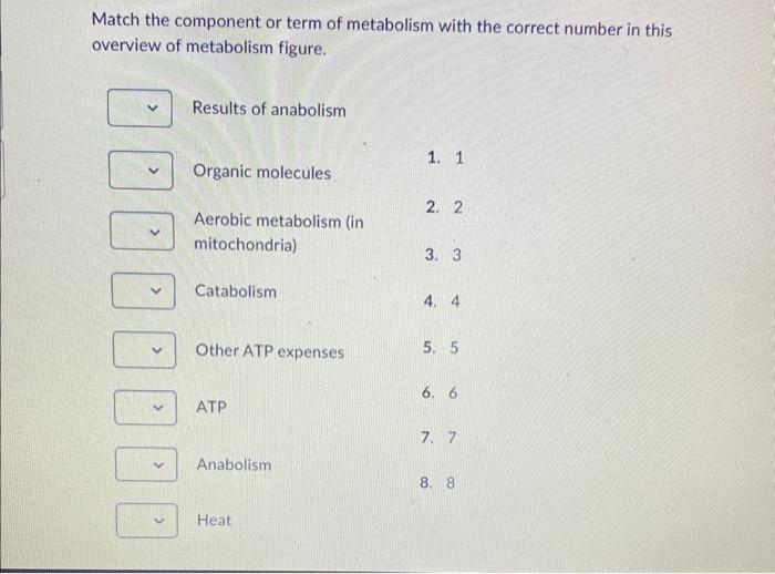 Solved Match the component or term of metabolism with the | Chegg.com