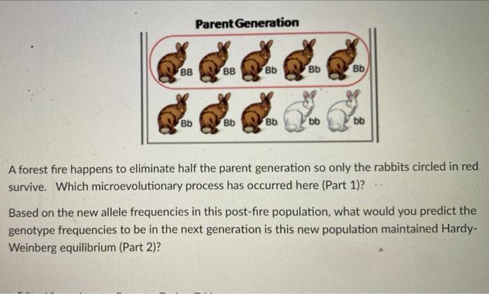 Solved Parent Generation BB BB Bb Bb Bb Bb Bb Bb bb bb A | Chegg.com