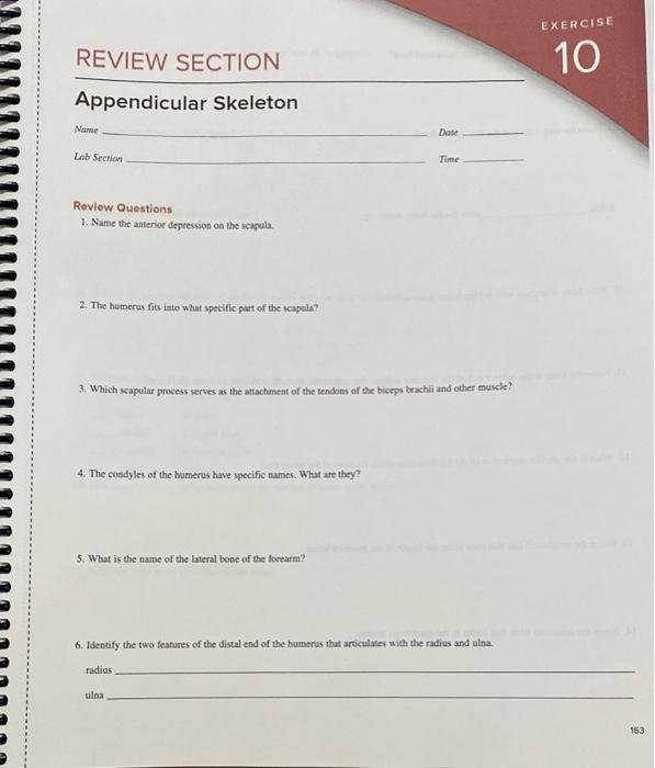 Solved EXERCISE REVIEW SECTION 10 Appendicular Skeleton Name | Chegg.com