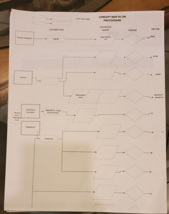 Solved CONCEPT MAP #1 ON PROTOZOANS LOCOMOTION CAUSATIVE | Chegg.com