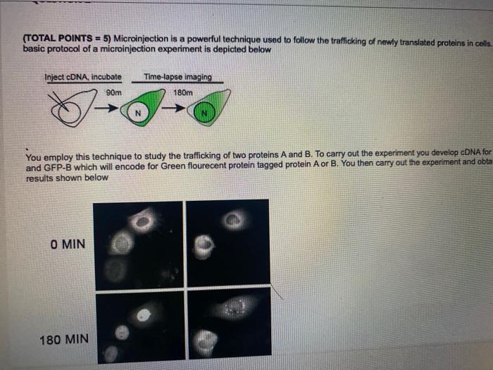 Solved (TOTAL POINTS = 5) Microinjection is a powerful | Chegg.com