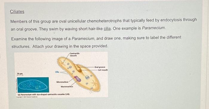 Solved Ciliates Members of this group are oval unicellular | Chegg.com