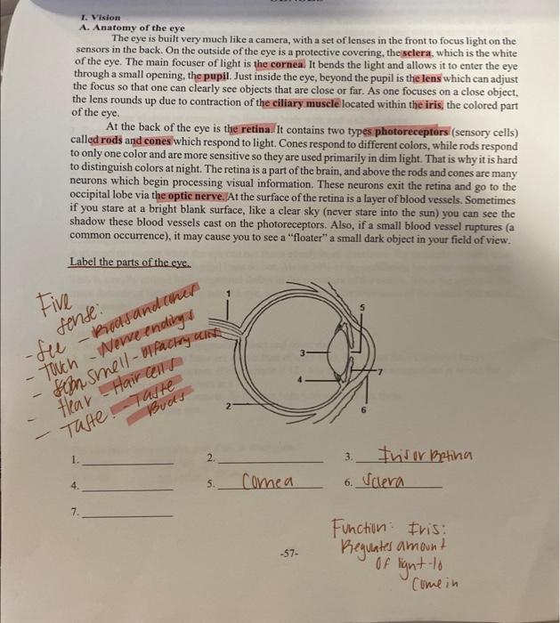 Solved r. Vision A. Anatomy of the eye The eye is built very | Chegg.com