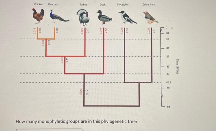 How many monophyletic groups are in this phylogenetic | Chegg.com