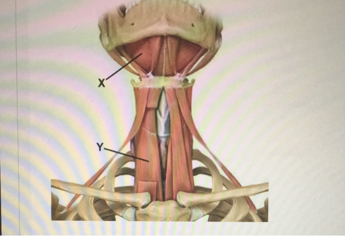 Solved kindly answer the following and the X,Y muscles name | Chegg.com
