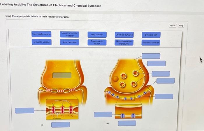 Solved Labeling Activity: The Structures of Electrical and | Chegg.com